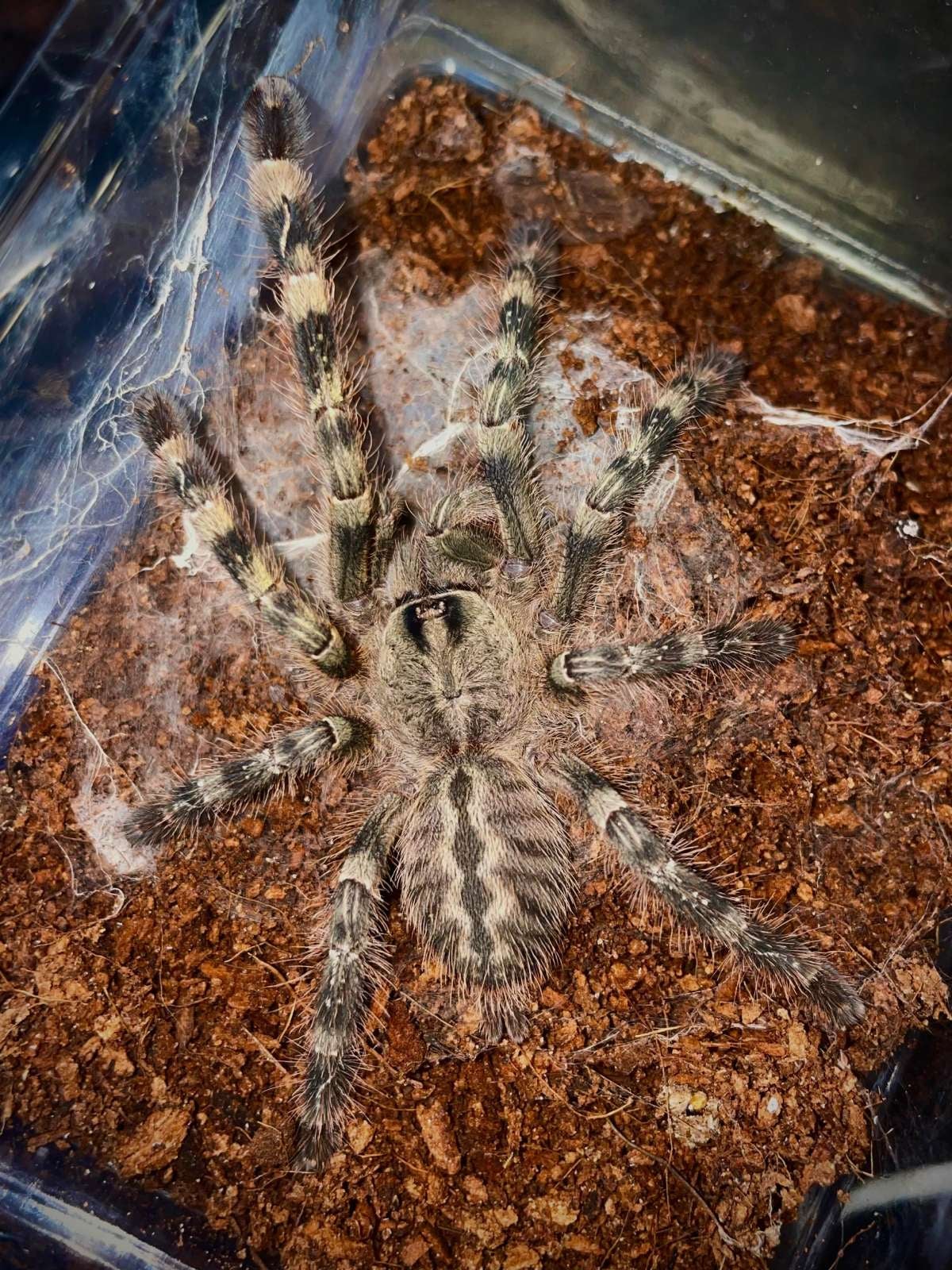 Bugnut.co.uk > Tarantulas | Bugnut Limited