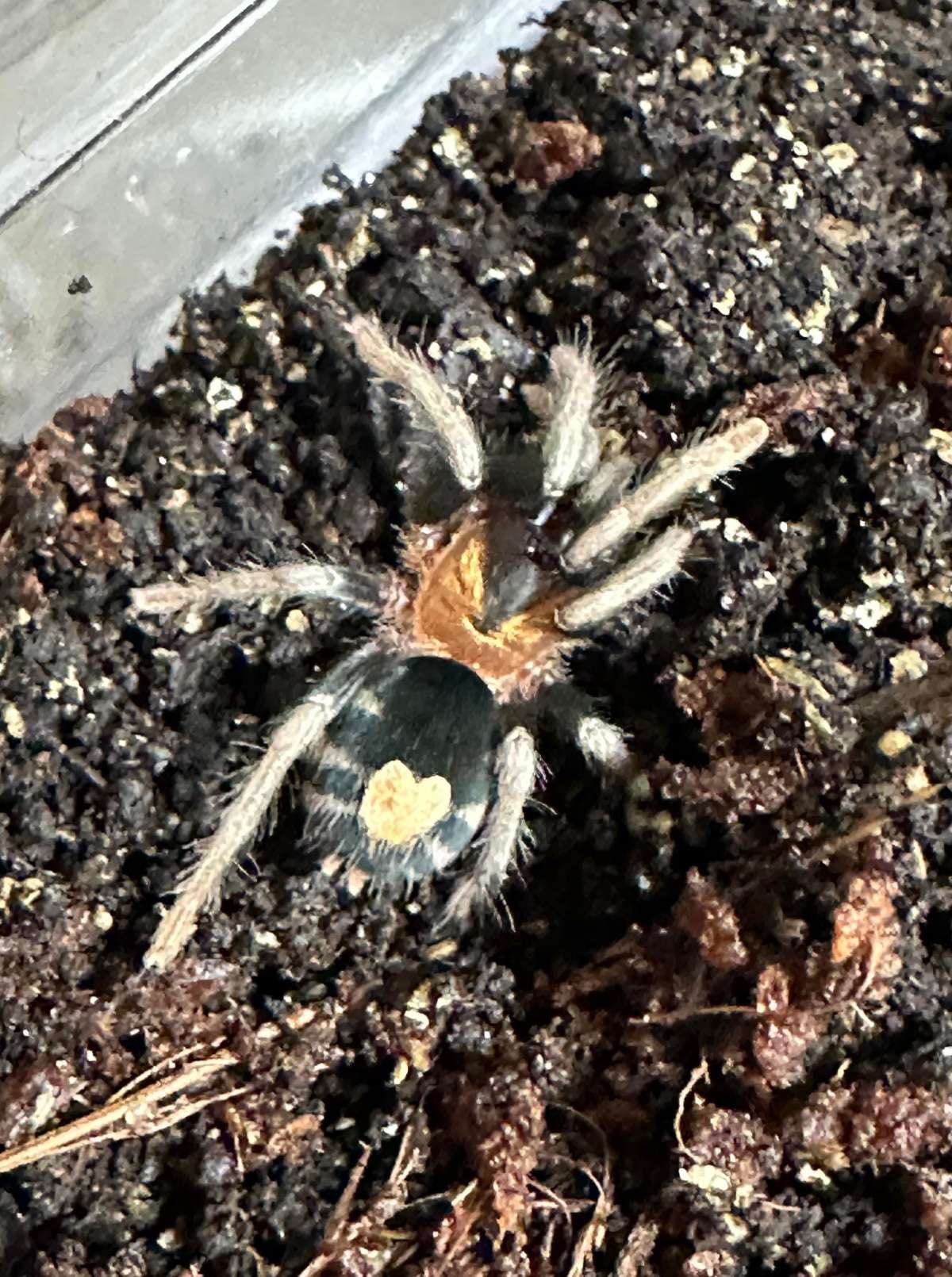 Cyriocosmus elegans - Trinidad Dwarf Tiger (1-2CM) | Bugnut Limited