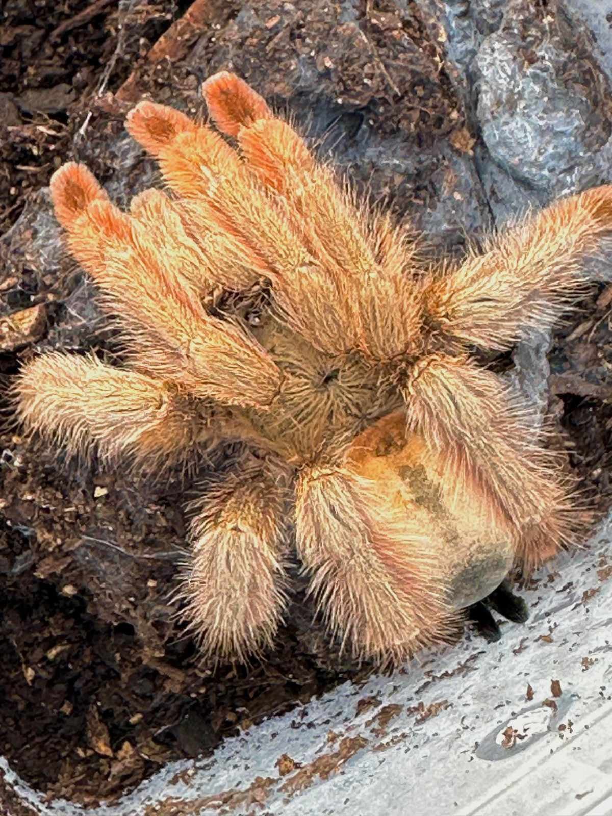 Psalmopoeus pulcher - Panama Blonde (Adult Female) | Bugnut Limited