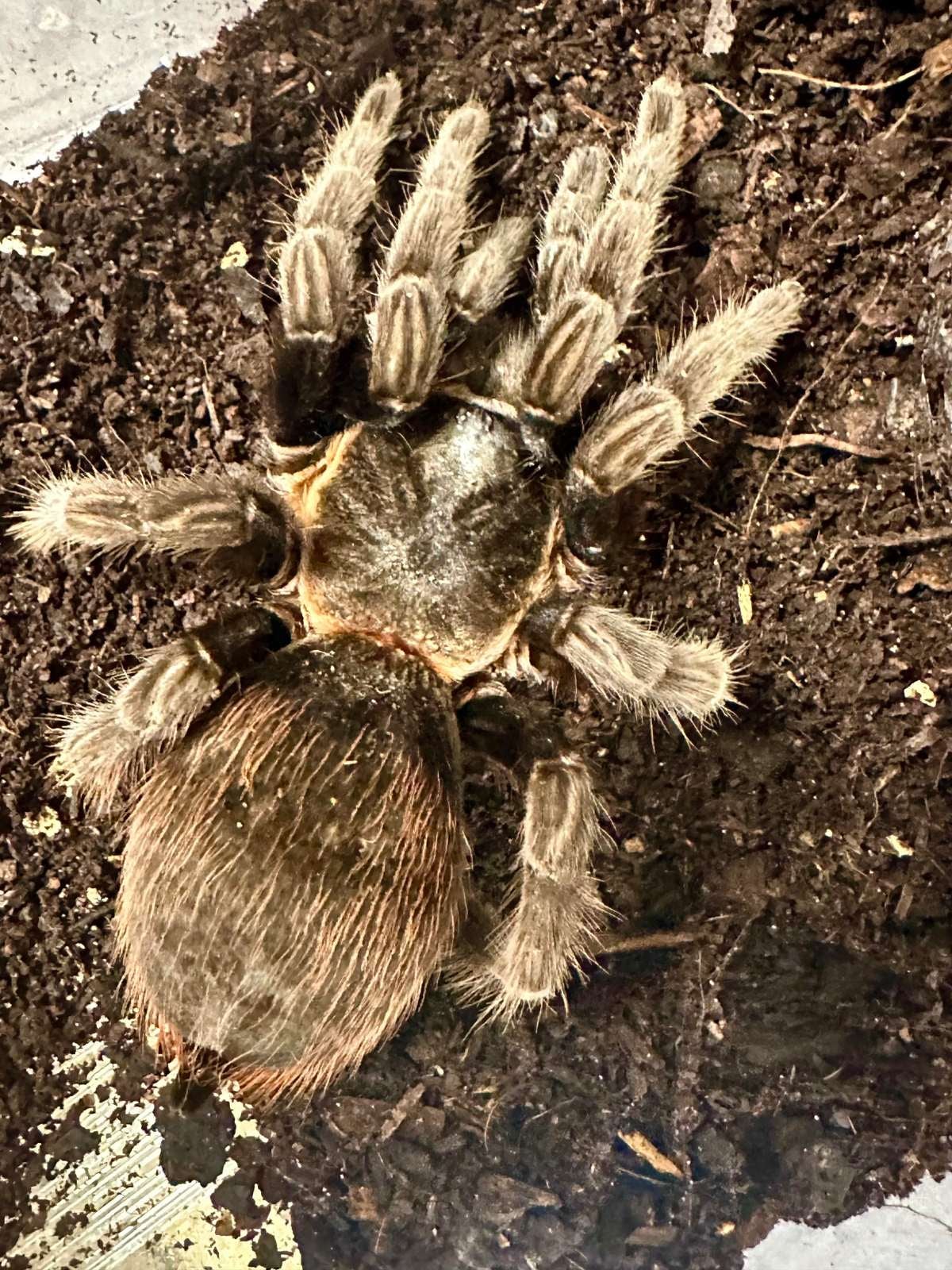 Tliltocatl kahlenbergi - Veracruz Redrump (3-4CM) | Bugnut Limited