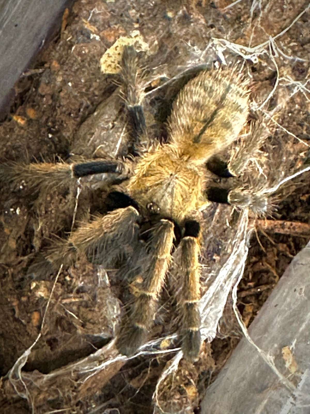 Ornithoctonus aureotibialis - Golden Fringe (4-5CM) | Bugnut Limited