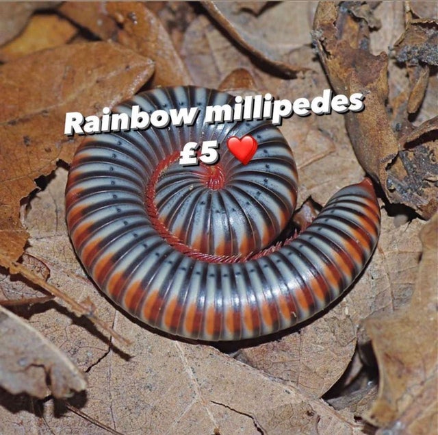 Millipedes / Centipedes | Bugnut Limited