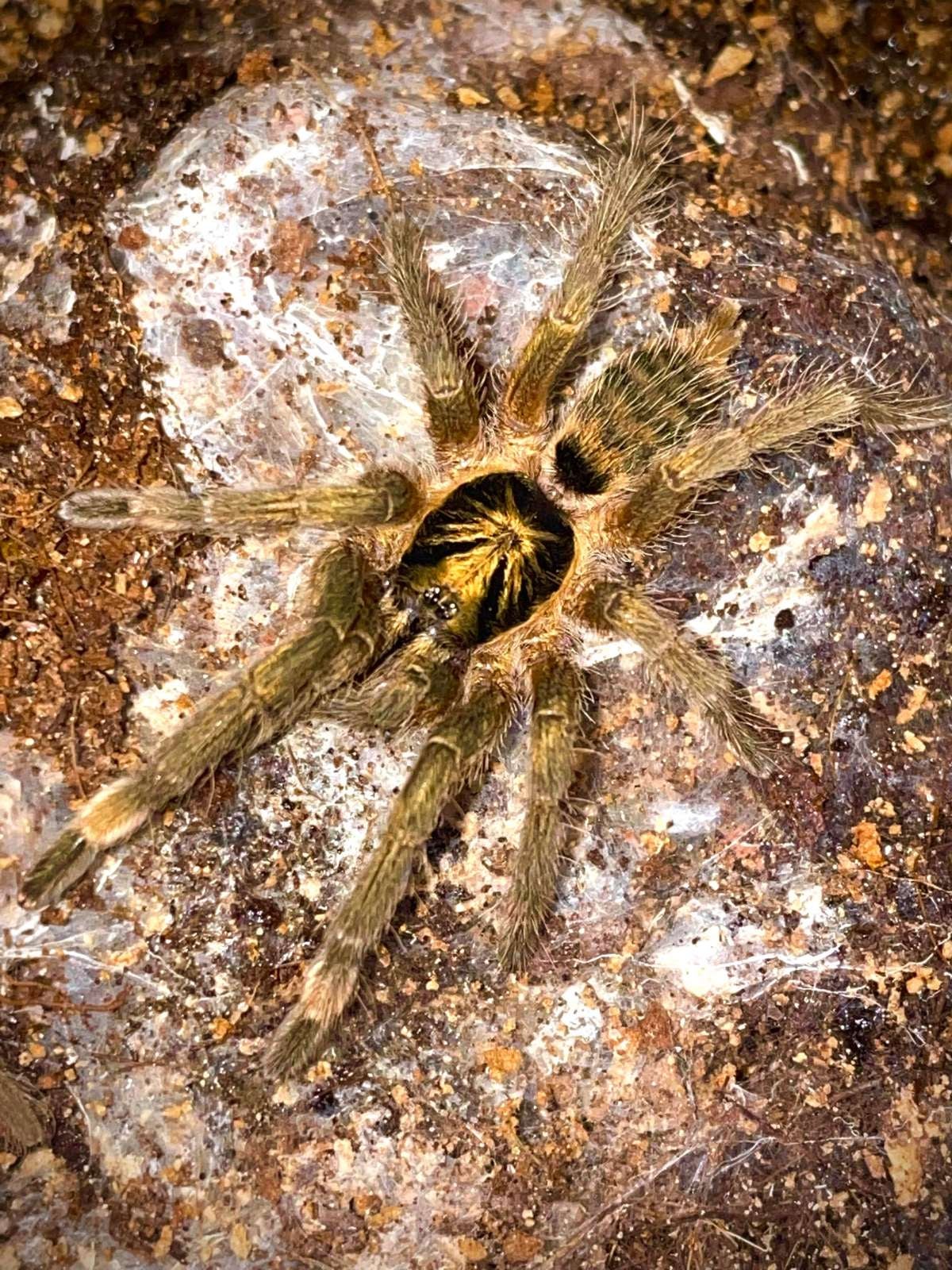 Trinidad olive - Neohololthele incei Tarantula | Bugnut Limited