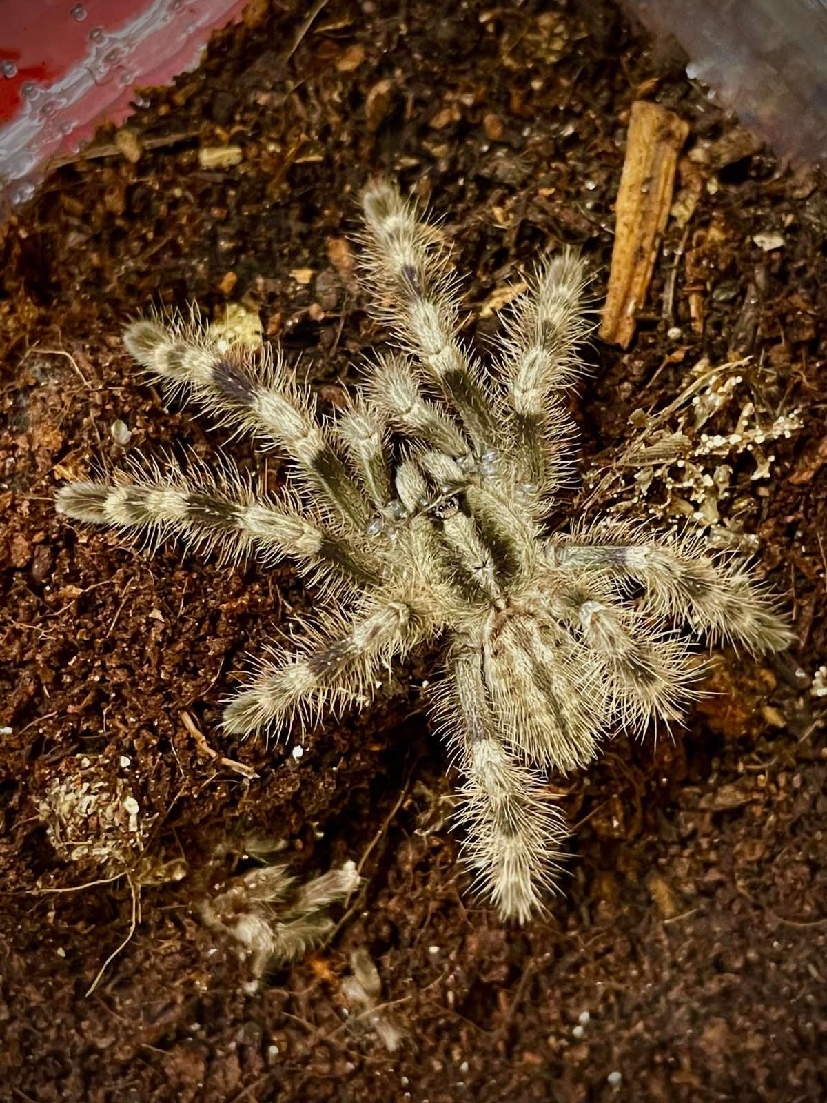 Poecilotheria miranda - Bengal Ornamental (8CM Female) | Bugnut Limited