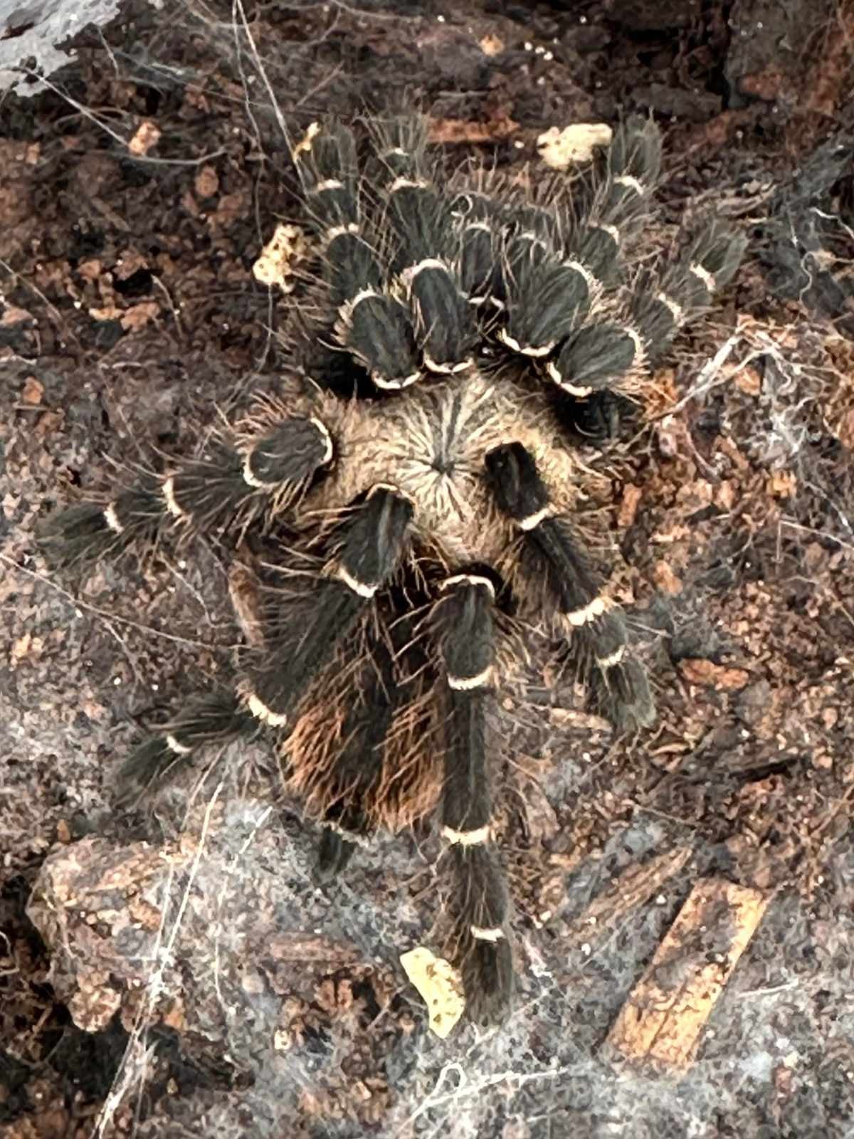 Taksinus bambus - Thai Bamboo (4-5CM) | Bugnut Limited