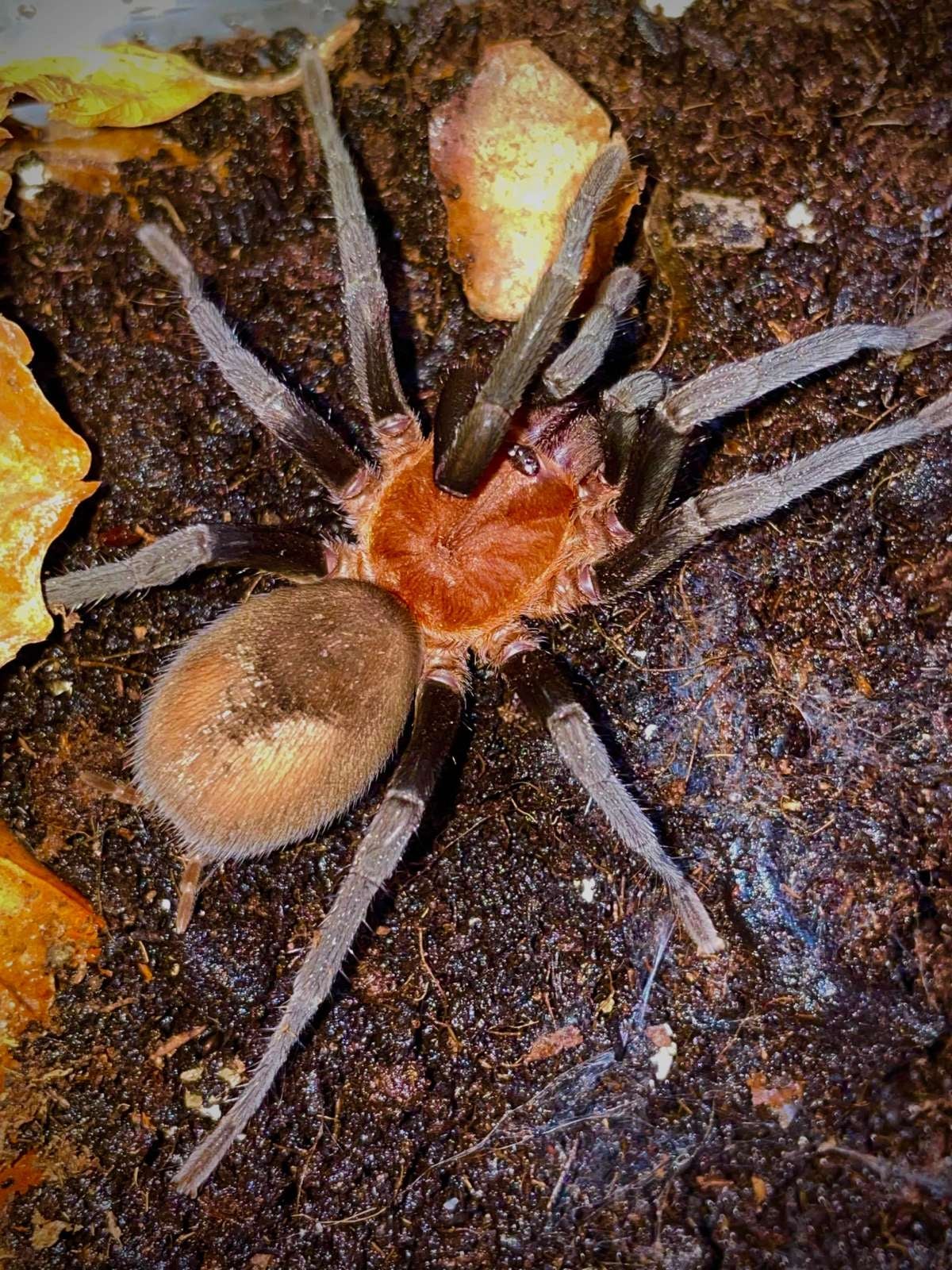 Bumba horrida - Brazilian Redhead (2-3CM) | Bugnut Limited