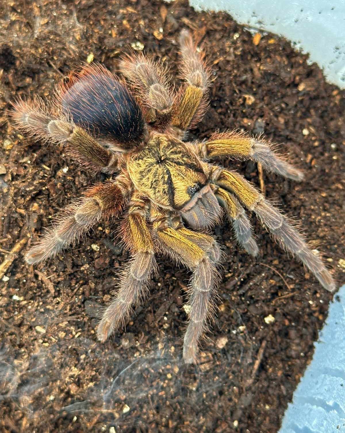 Phormictopus auratus - Cuban Bronze (2-3CM) | Bugnut Limited