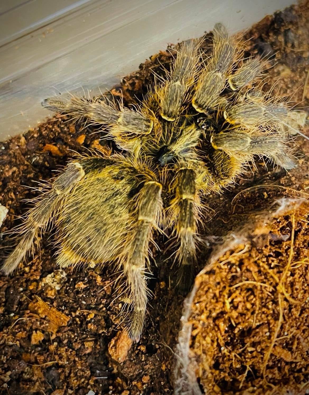 Ceratogyrus darlingi - Rear Horned Baboon (6-7CM Female) | Bugnut Limited