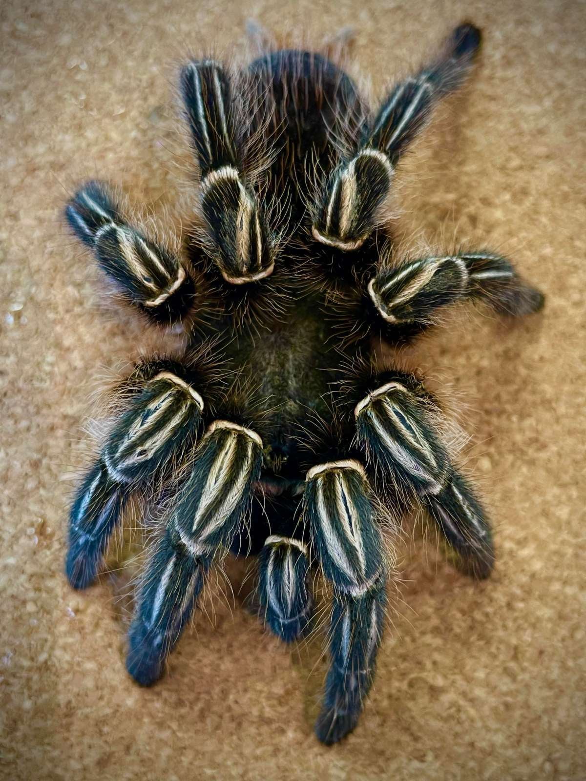 Aphonopelma seemani - Zebra Knee (8-10CM Female) | Bugnut Limited
