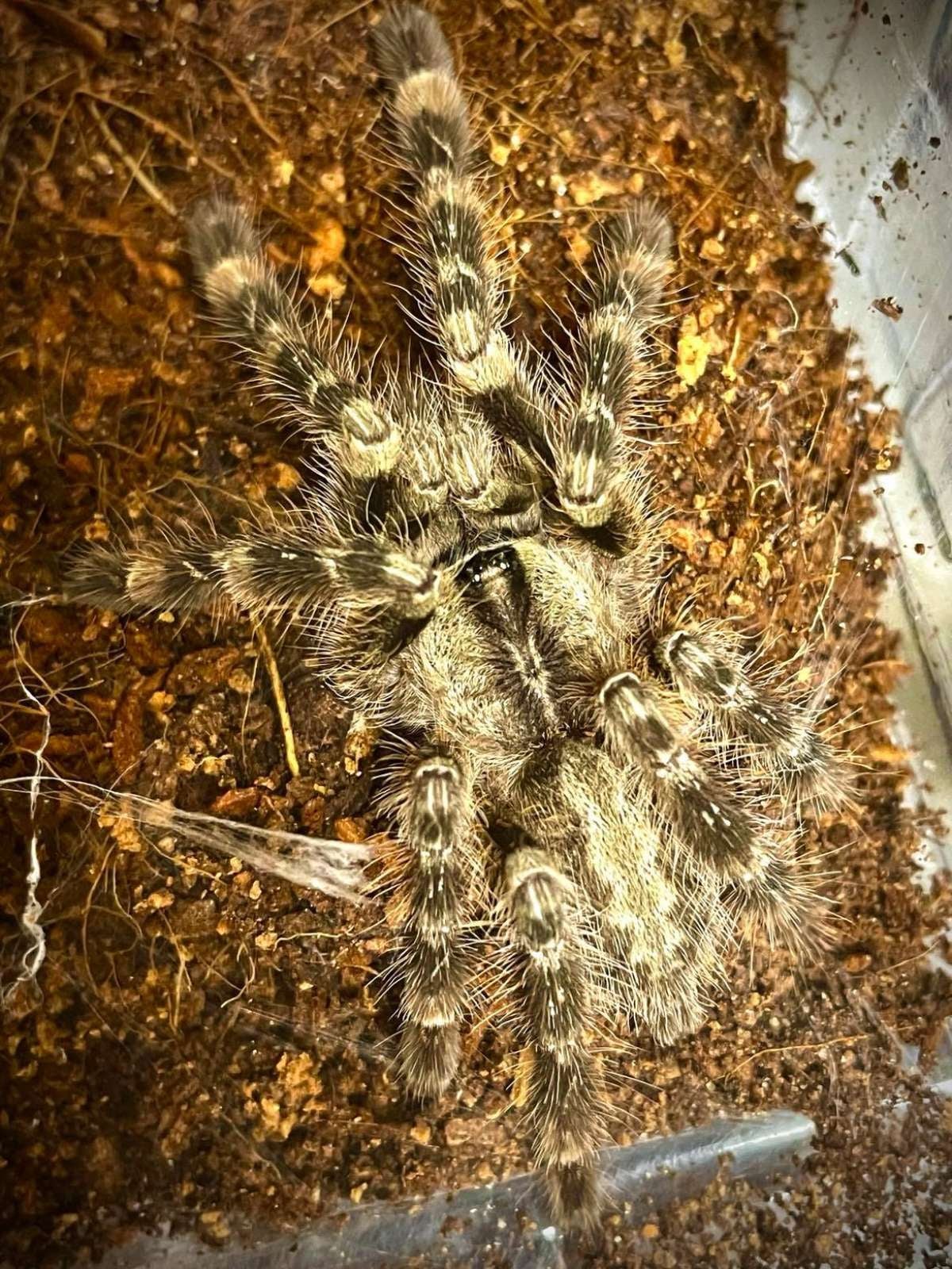 Poecilotheria regalis - Indian Ornamental Tarantula | Bugnut Limited