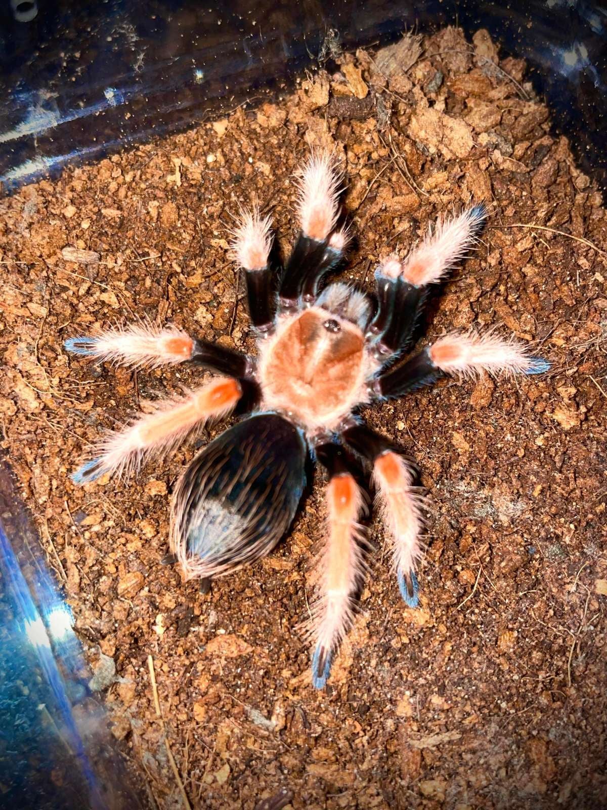 Brachypelma boehmei - Mexican Fireleg (5-6CM Female) | Bugnut Limited