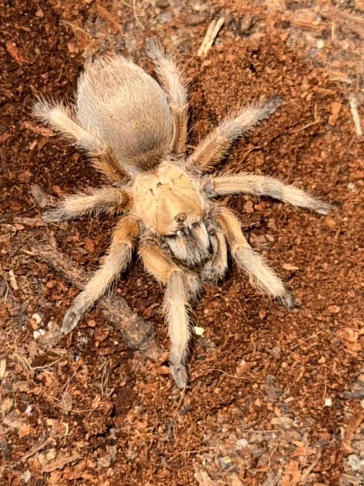 Aphonopelma moderatum - Rio Grande Gold (7-8CM Male) | Bugnut Limited