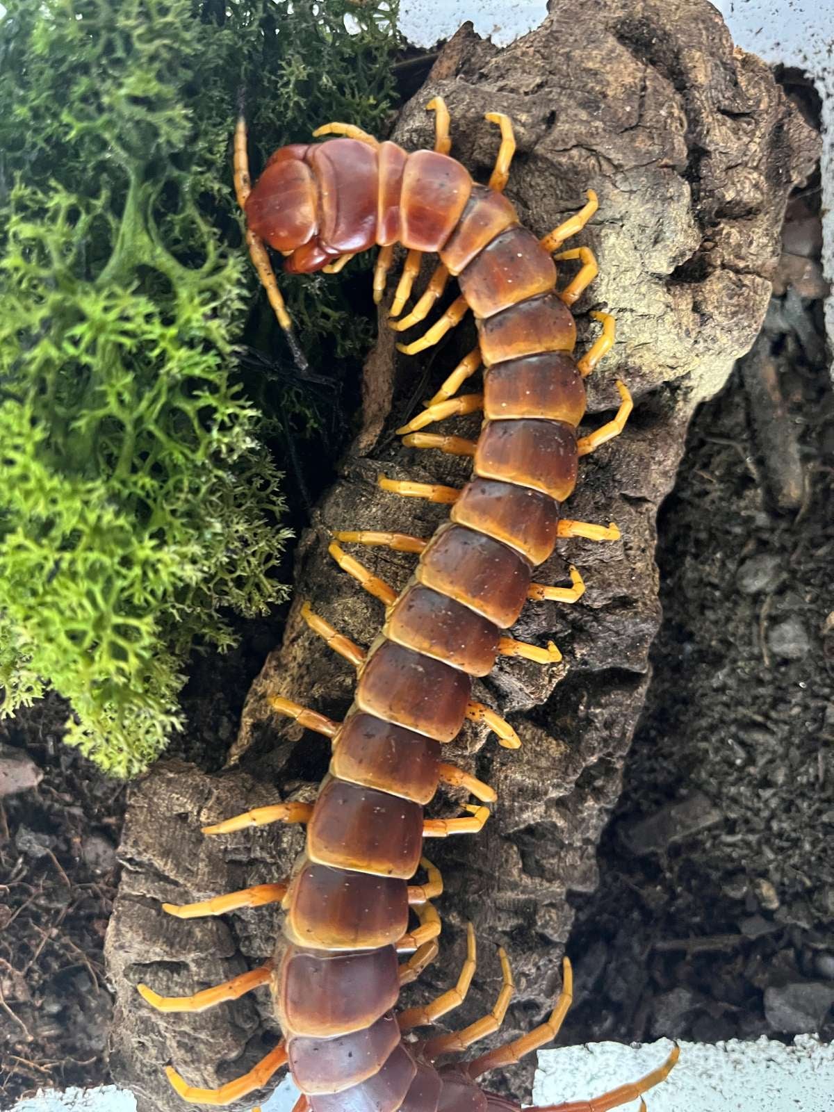 Scolopendra Galapagoensis