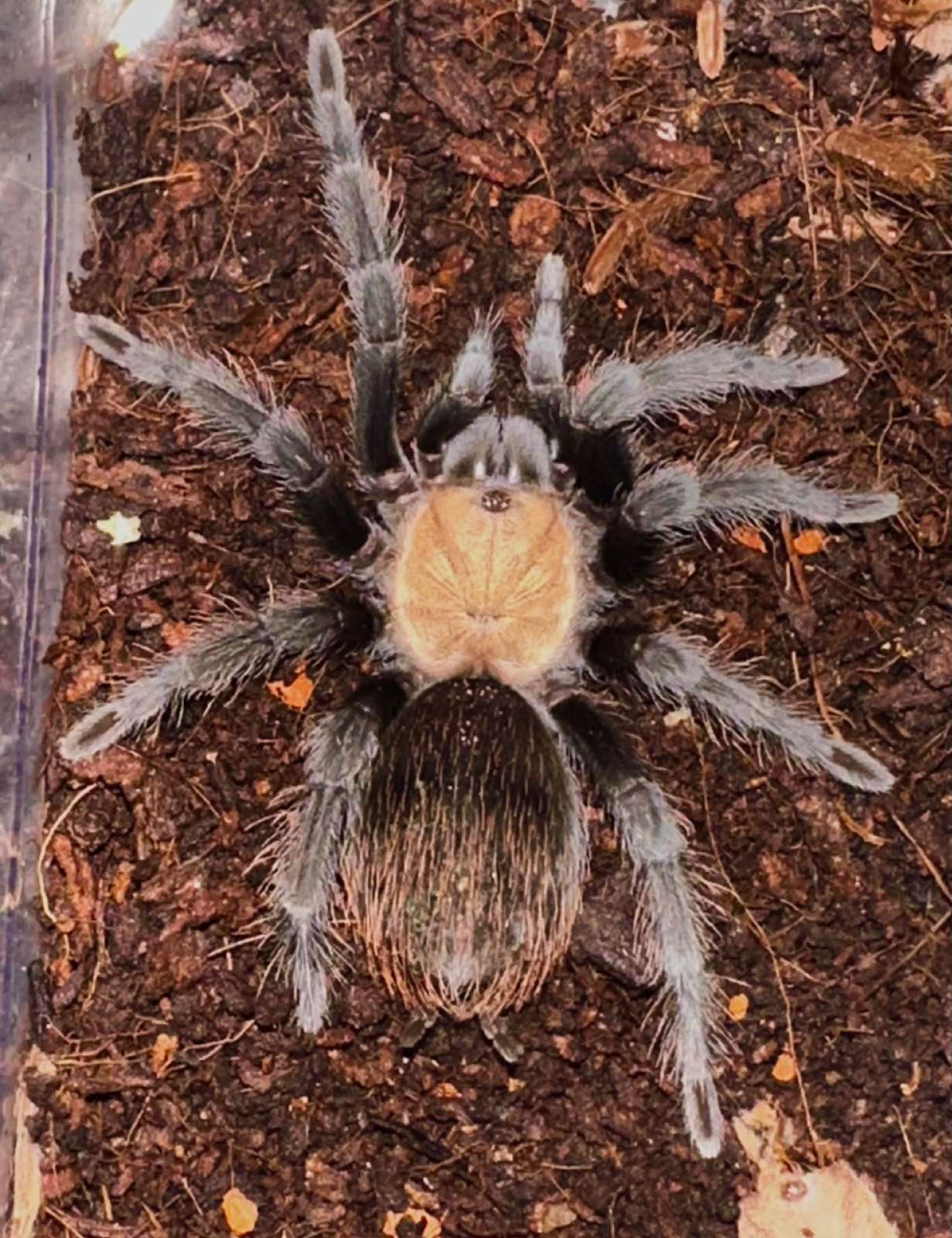 Brachypelma albiceps - Mexican Golden Red Rump (5-6CM) | Bugnut Limited